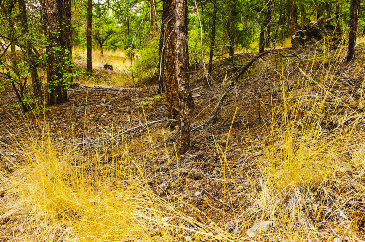 How to Make a Nature Trail – Mother Earth News